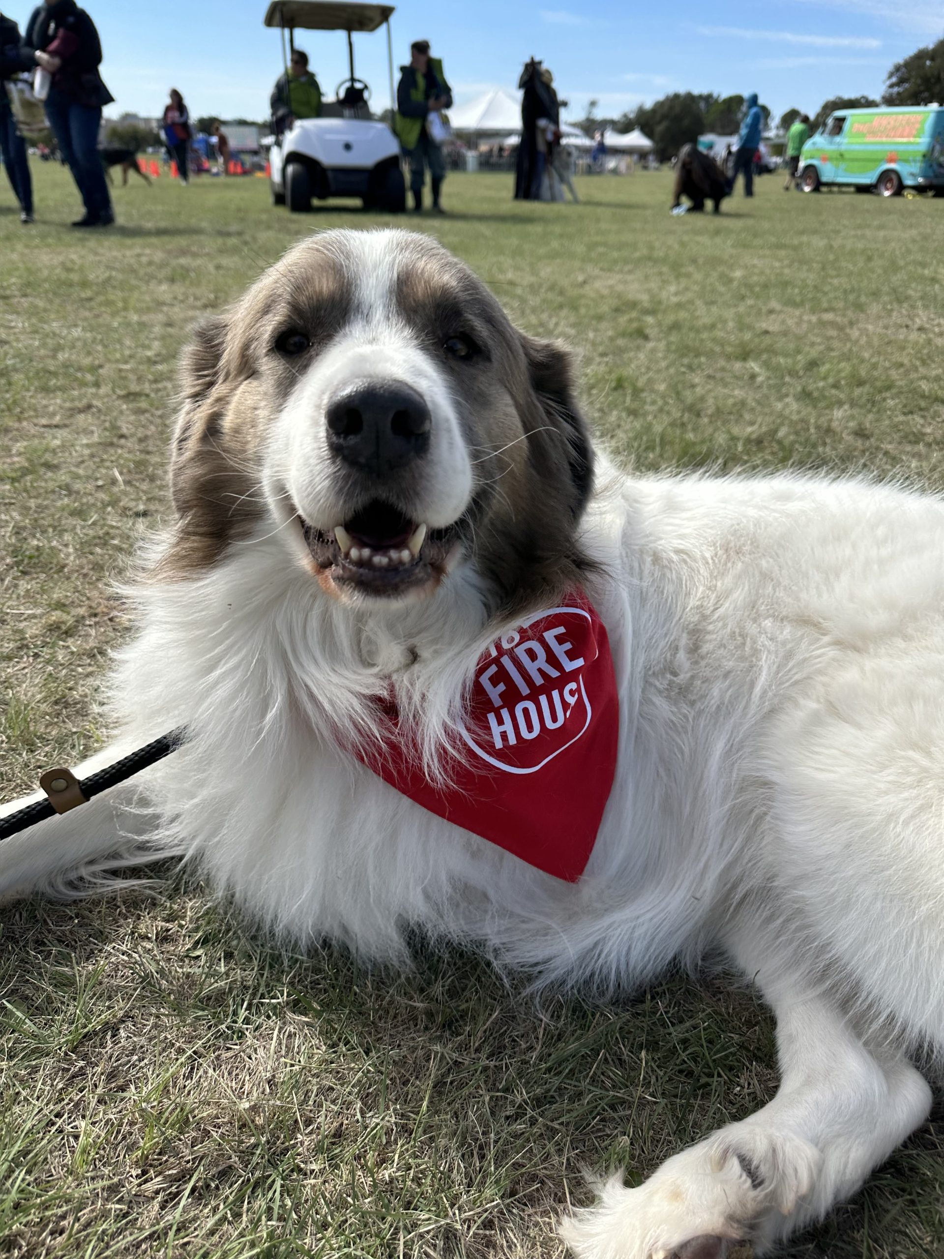 Mighty Texas Dog Walk - Firehouse Pet Resort