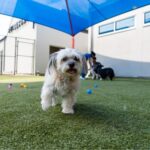 Pet Resort and Daycare Austin Area, TX - Firehouse Pet Resort